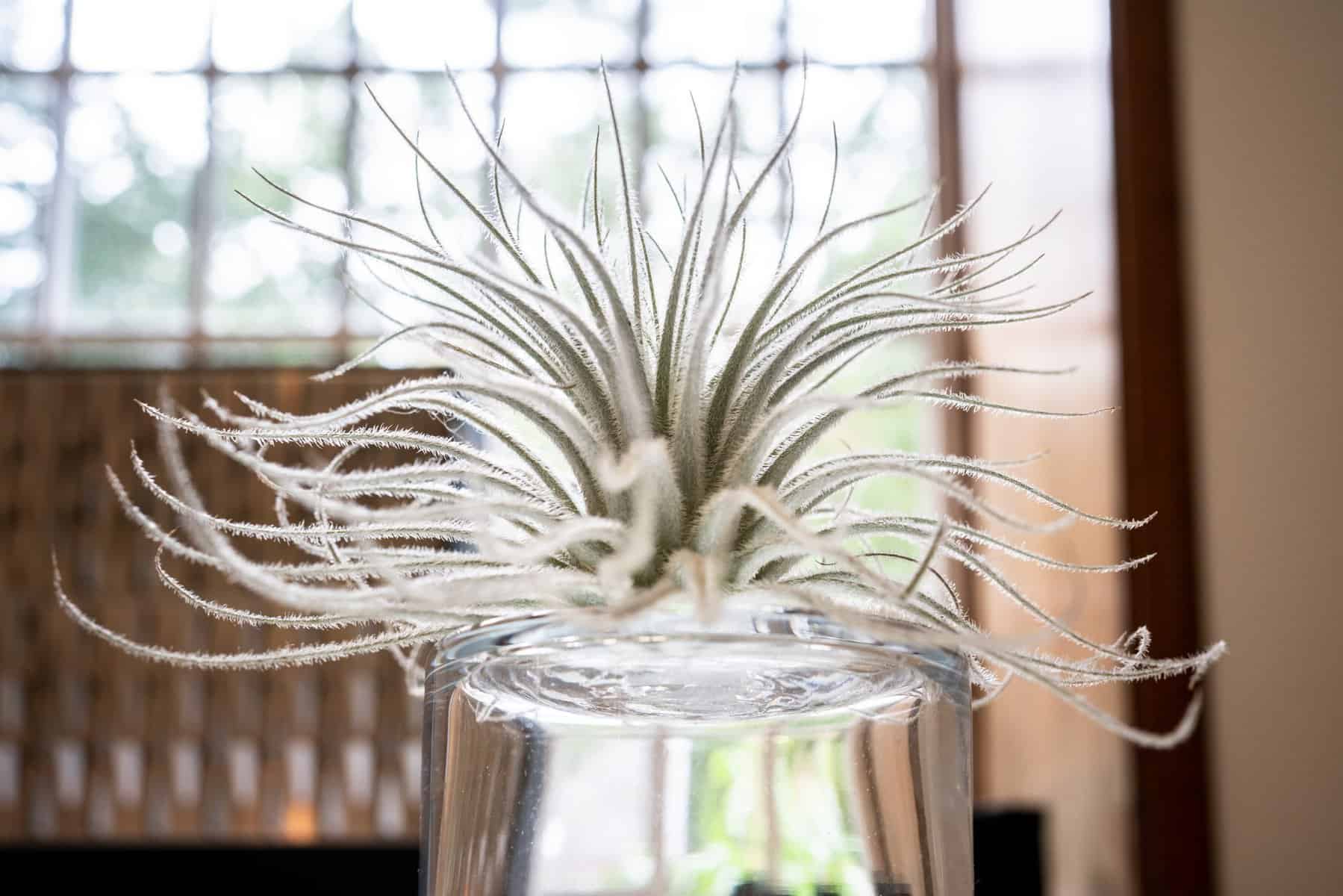 Shaakira Jassat: A journey beyond architecture - IQOQO